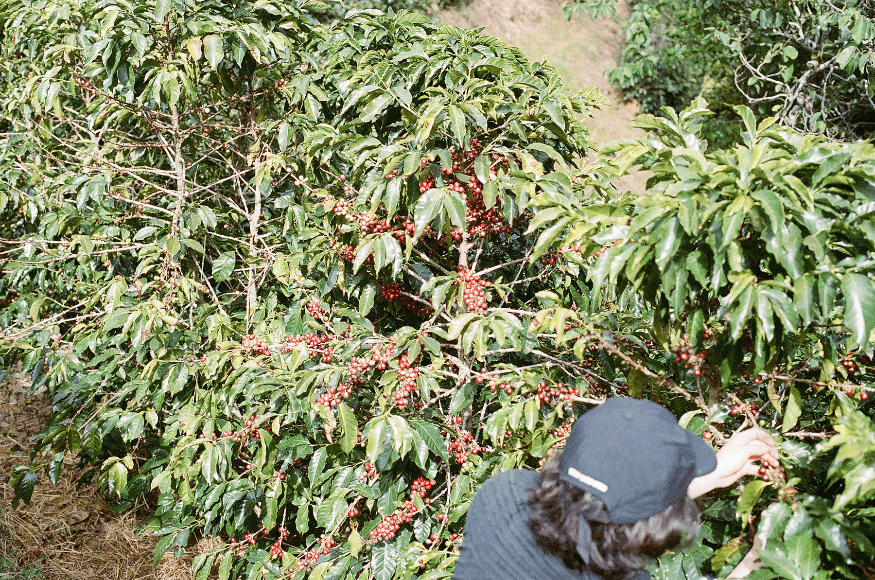 Coffee Beans – Prolog Coffee