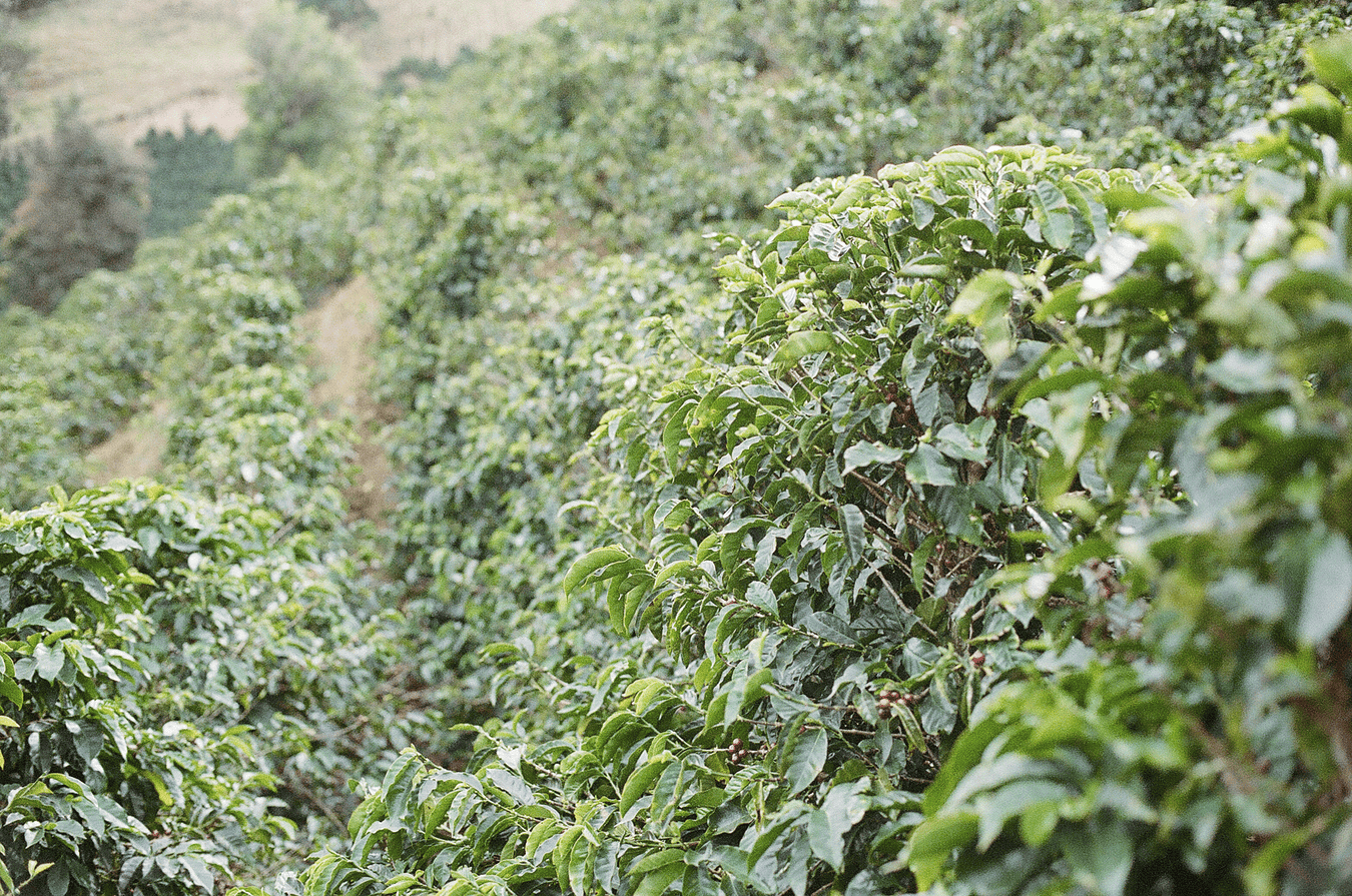 Products – Prolog Coffee