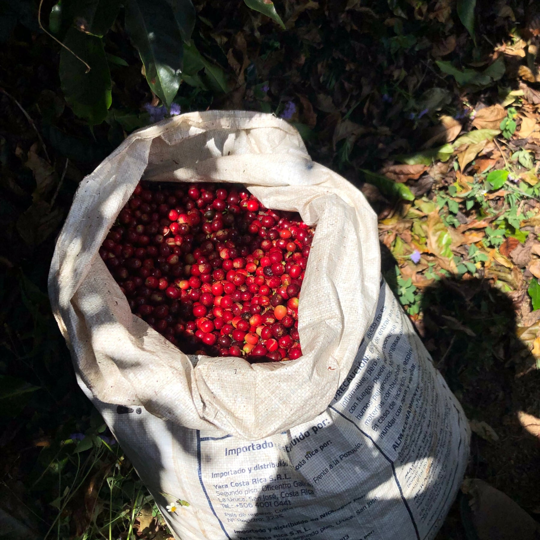 Coffee Beans – Prolog Coffee