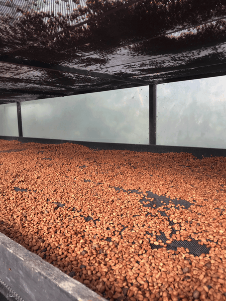 Coffee Beans – Prolog Coffee